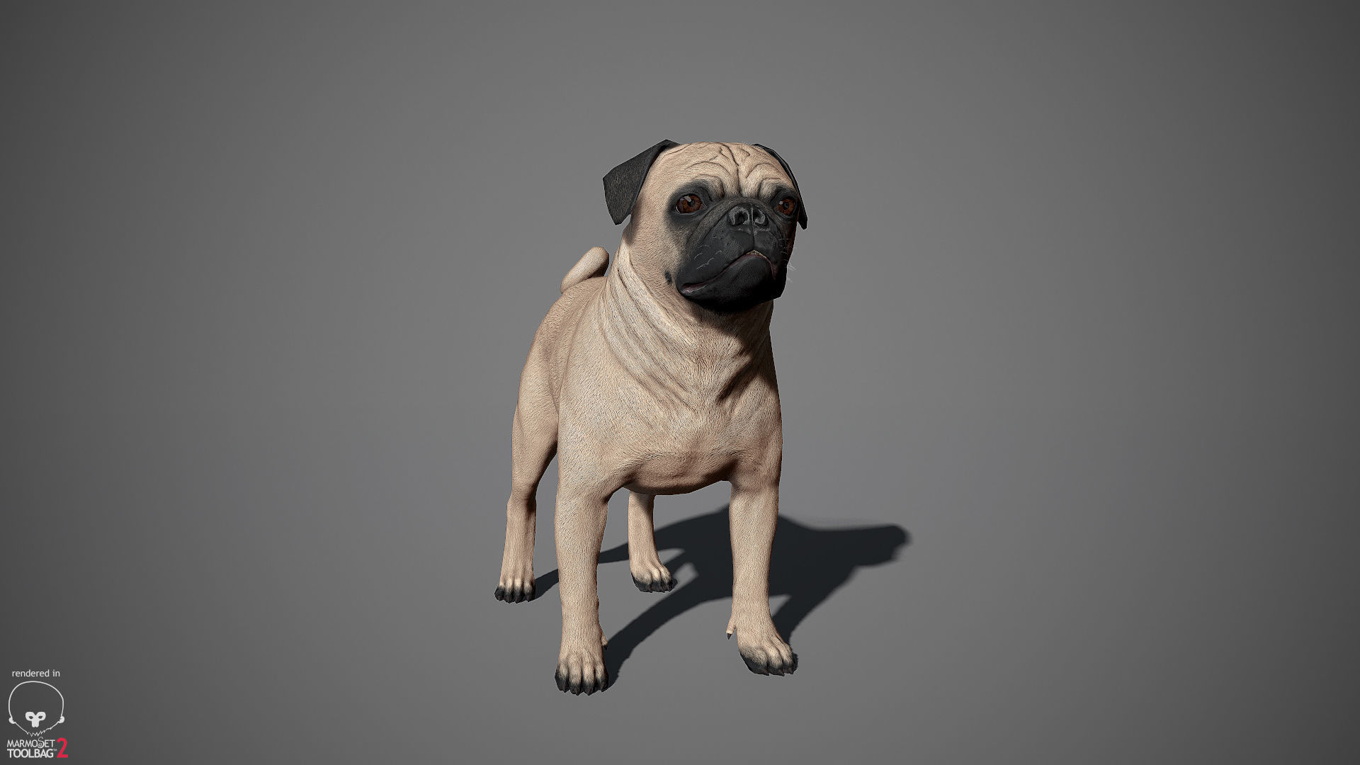 3D model Pug Real-Time VR / AR / low-poly | CGTrader