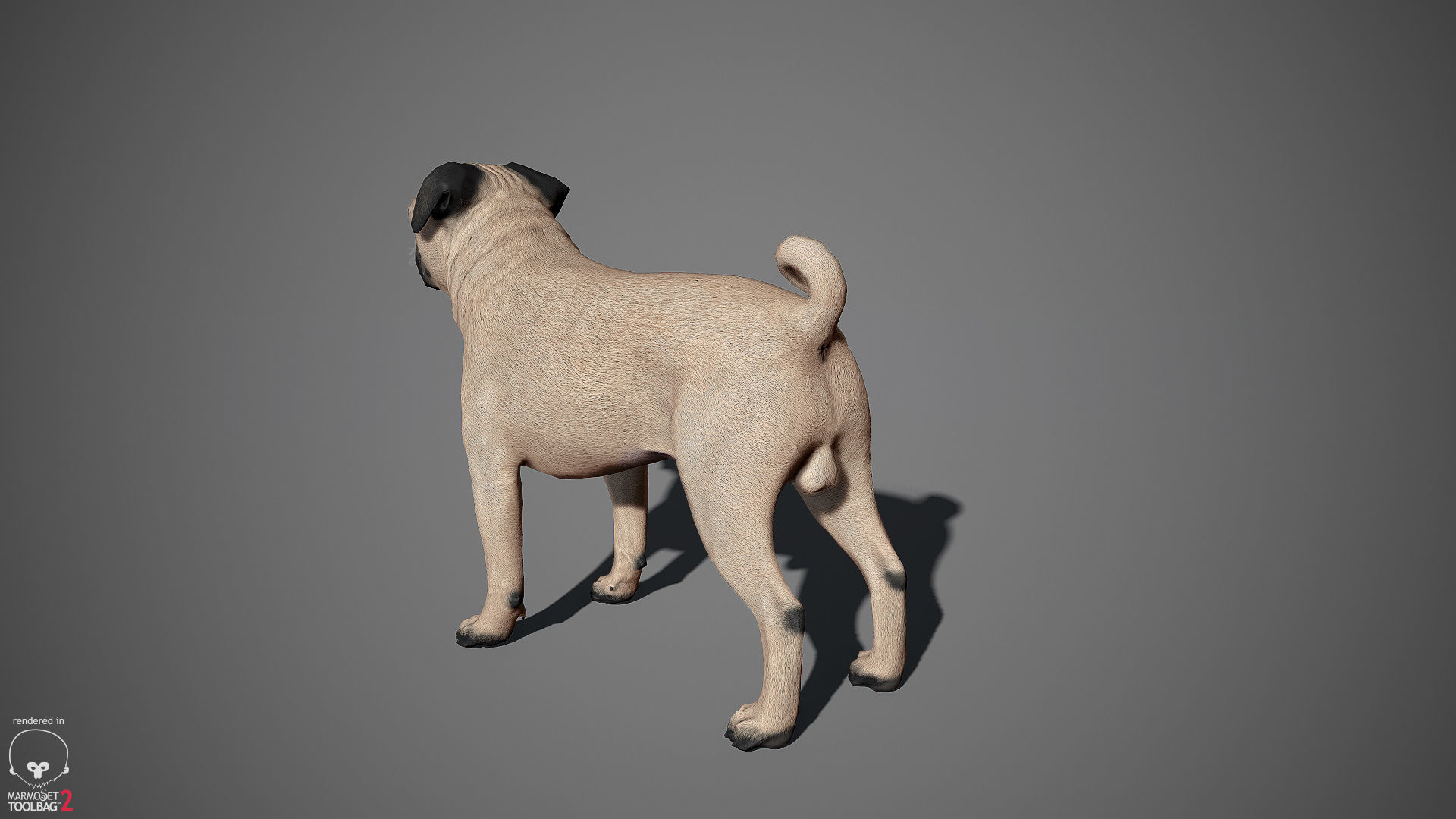 3D model Pug Real-Time VR / AR / low-poly | CGTrader