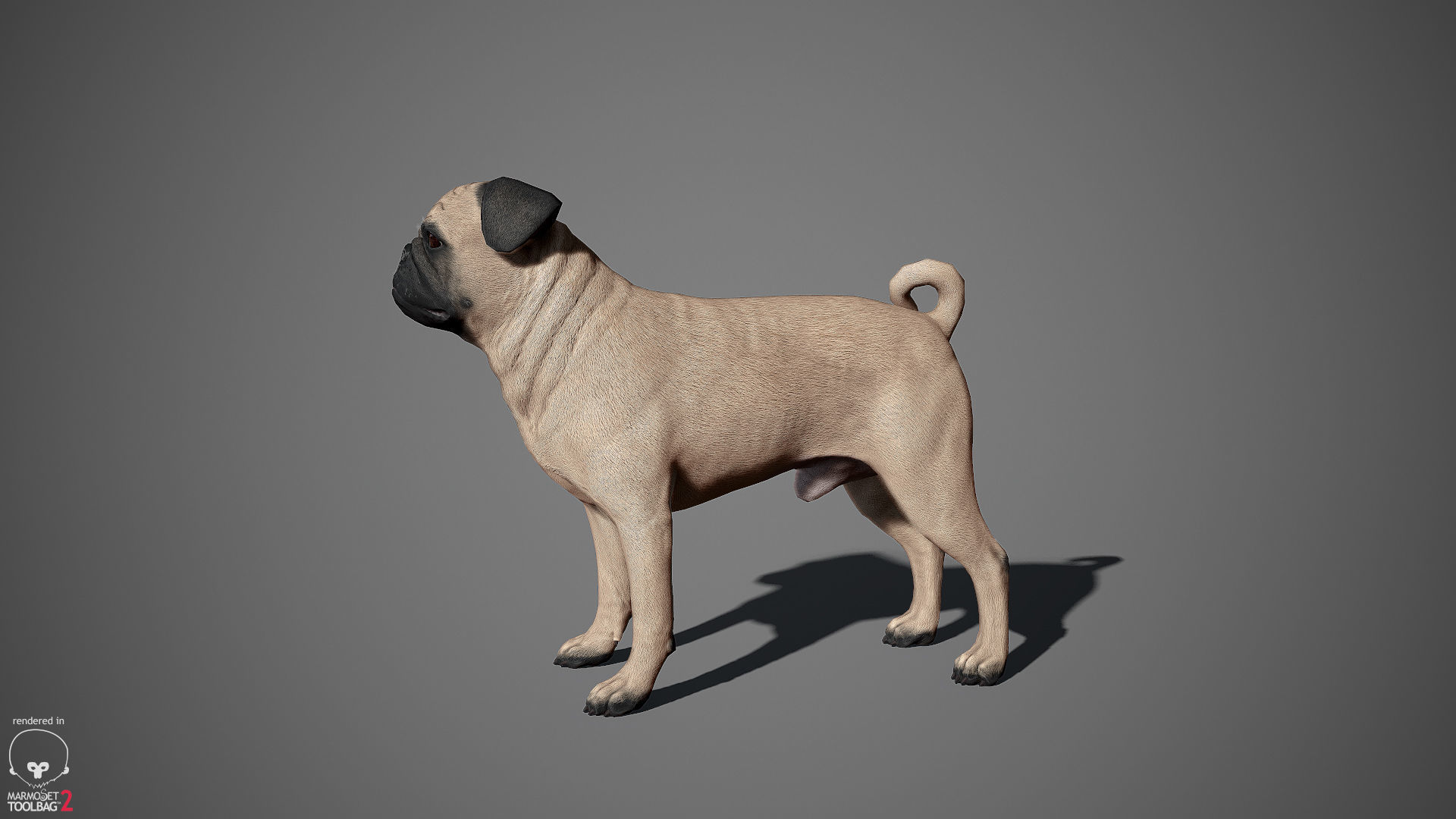 3D model Pug Real-Time VR / AR / low-poly | CGTrader
