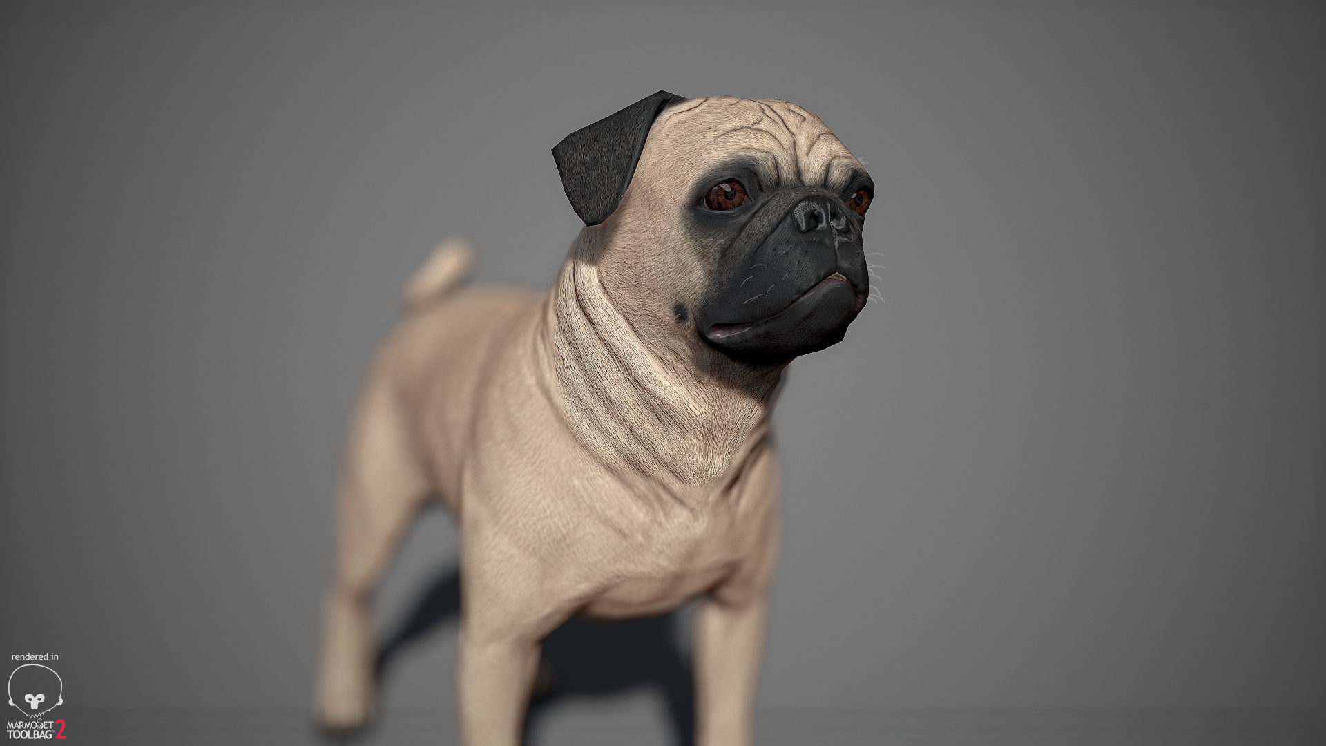 3D model Pug Real-Time VR / AR / low-poly | CGTrader