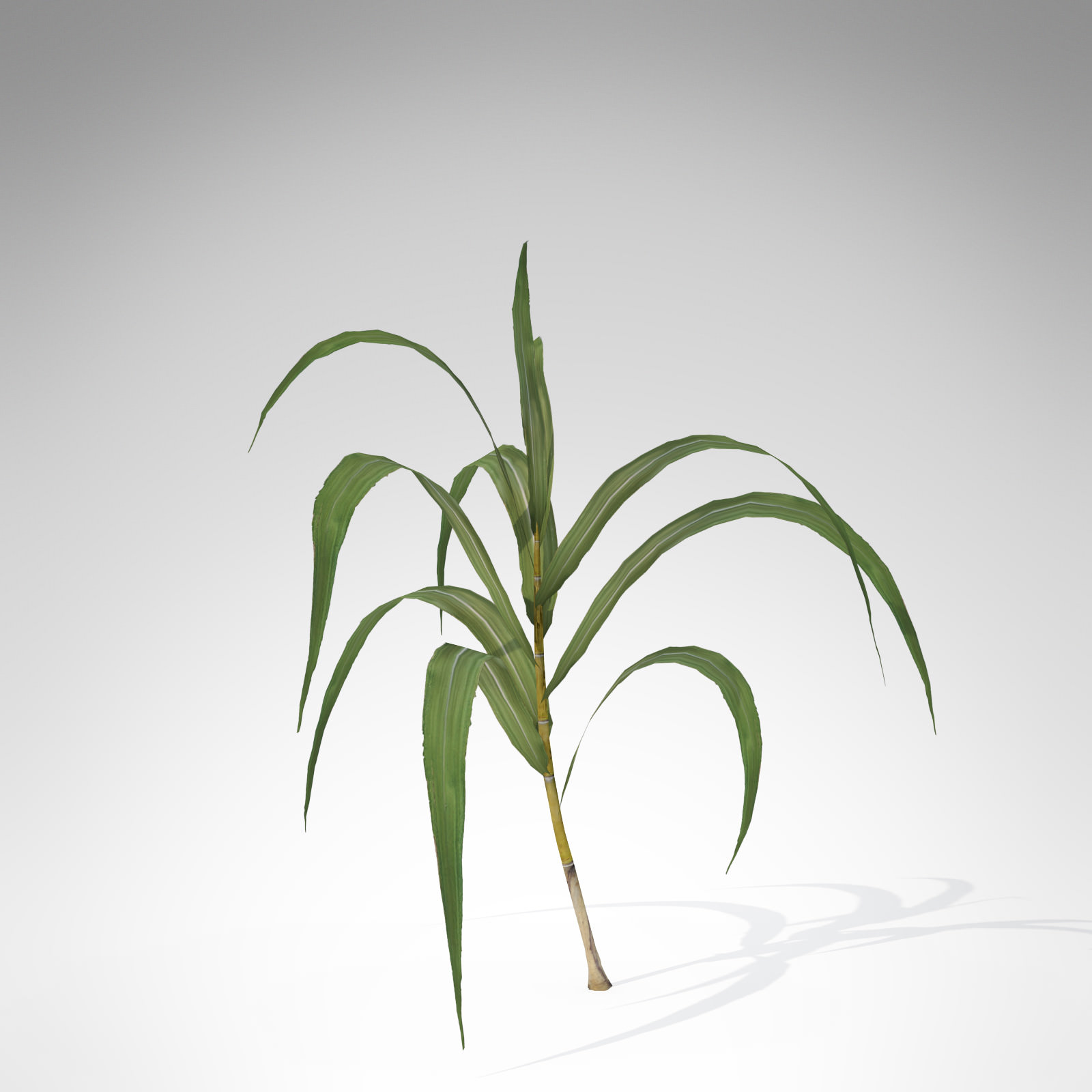 XfrogPlants Sugar Cane 3D model | CGTrader