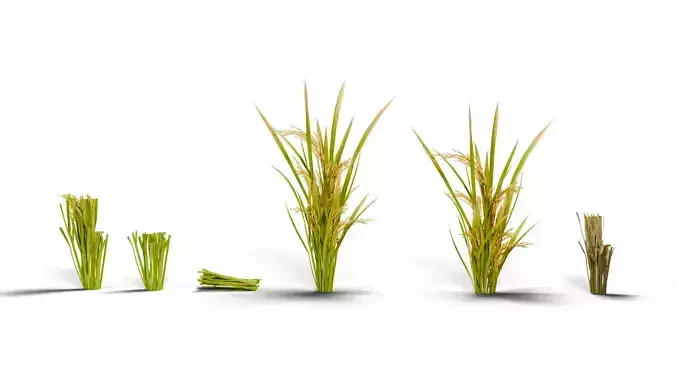 Rice paddy plant 3D model | CGTrader