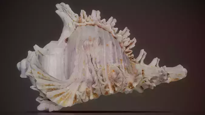 3D model White Murex Murex Pecten Shell 58 VR / AR / low-poly | CGTrader