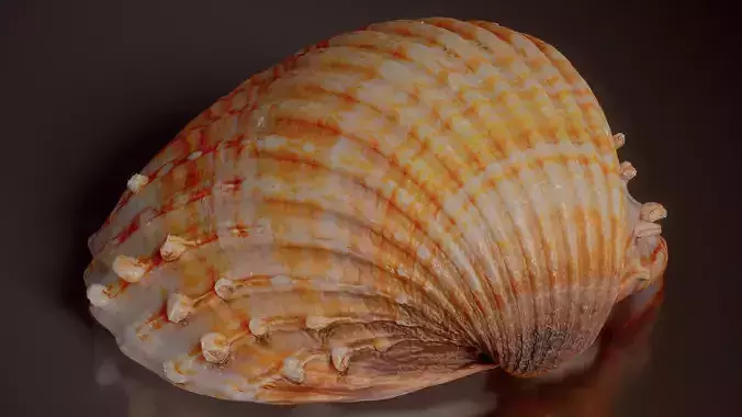 3D model Giant Scallop Pecten Maximus Shell 47 VR / AR / low-poly ...