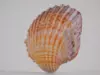 3D model Giant Scallop Pecten Maximus Shell 47 VR / AR / low-poly ...
