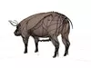 3D model 3D Pig Anatomy Model Muscular Nervous Vascular System ...