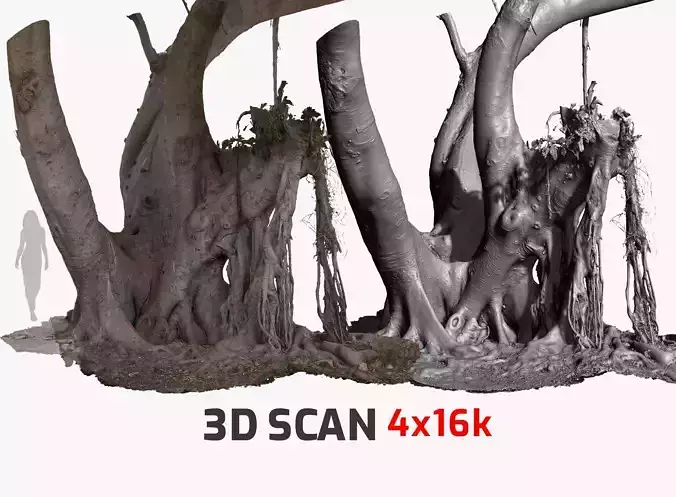 Giant Ficus Tree 2 RAW 3D Scan 4 x 16k Textures OBJ 3D model | CGTrader