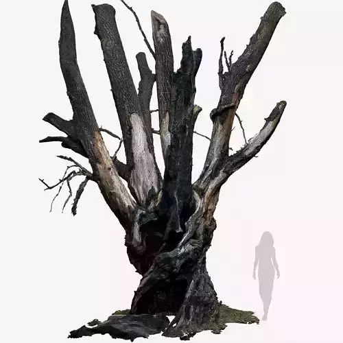 Burnt Tree Charred Willow 16k Texture RAW 3D Scan OBJ ZTL 3D model ...