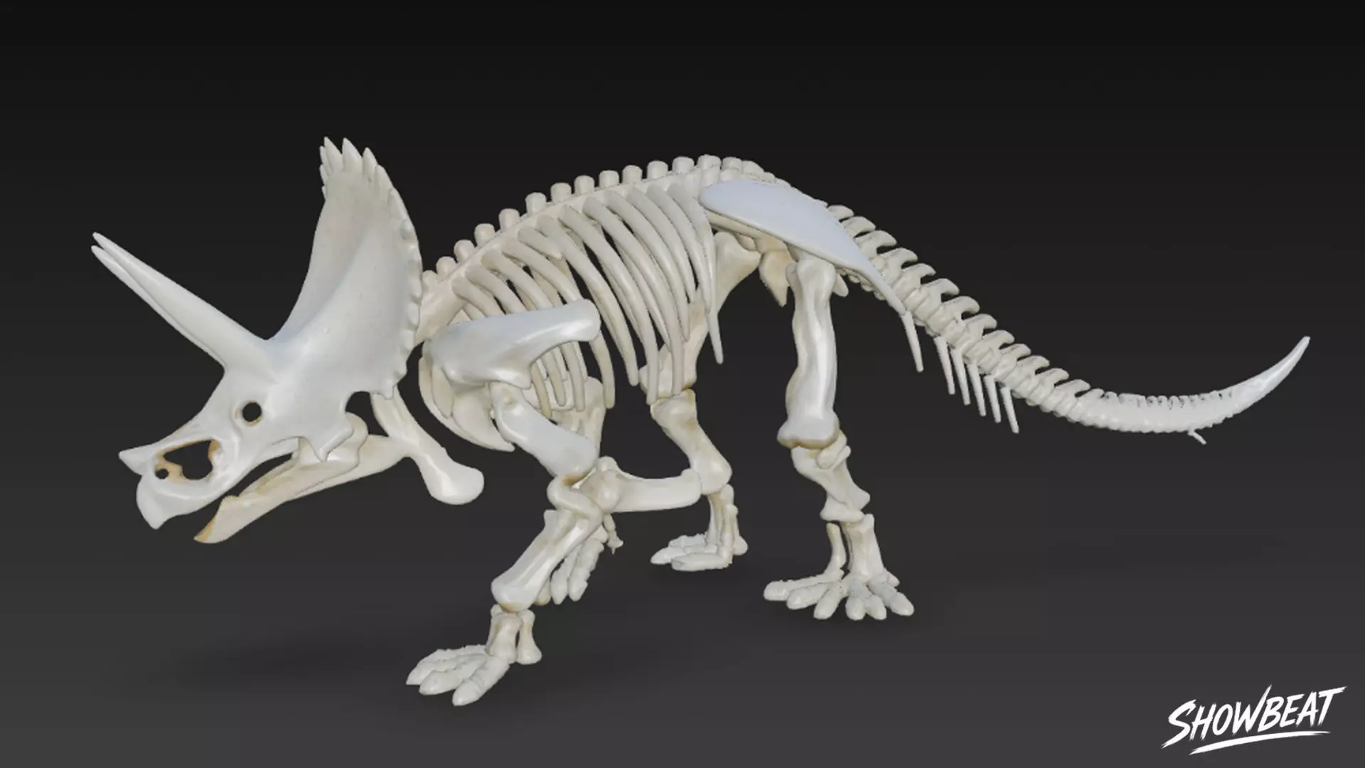 3D model Triceratops fossil VR / AR / low-poly | CGTrader