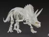 3D model Triceratops fossil VR / AR / low-poly | CGTrader
