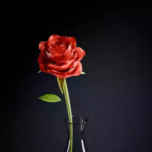 3D model Realistic Red Rose Botanical 3D Model VR / AR / low-poly ...