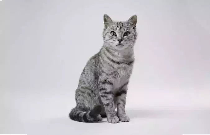 Tabby Cat Rigged Animated Fur 3D model animated rigged | CGTrader