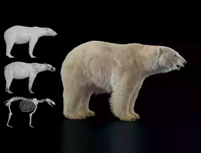 Polar Bear Muscle System And Groom 3d Model Cgtrader 8691