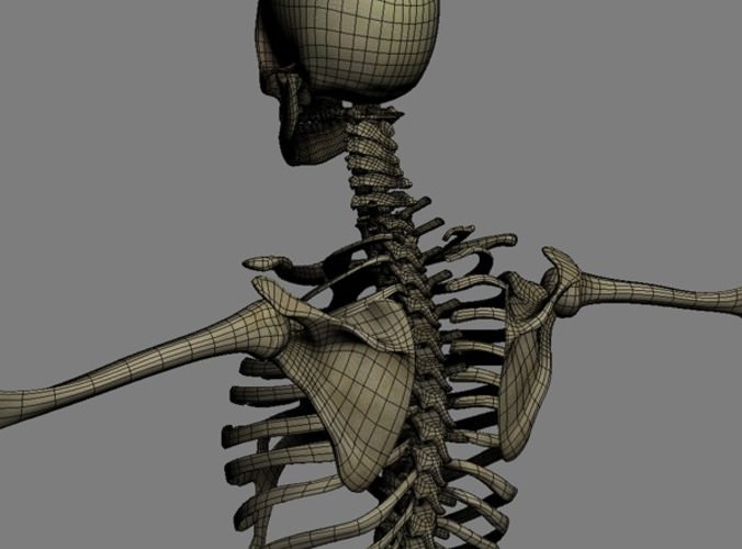 Human Skeleton Cinema 4D Rigged 3D Model rigged .c4d - CGTrader.com