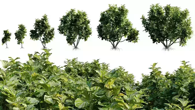 3D model Ficus lyrata - Fiddle-leaf fig - Banjo fig VR / AR / low-poly ...