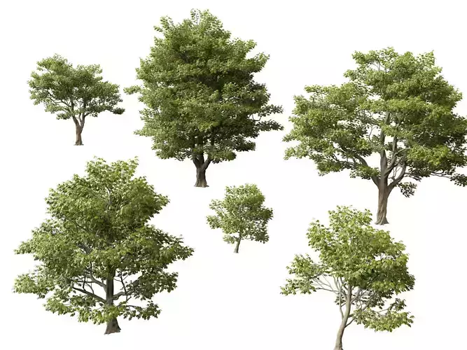 3D model Highpoly - Low Poly - Castanea sativa - Sweet chestnut VR / AR ...