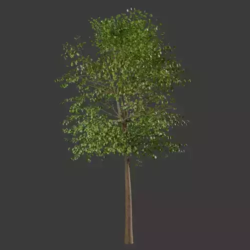 3D model Realistic Green Deciduous Tree 3D Model PBR Foliage VR / AR ...