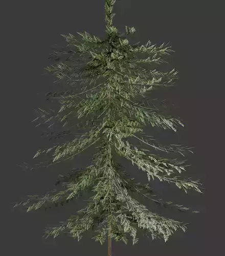 Arbor Conifera Realistic Evergreen Pine Tree 3D Model free VR / AR ...