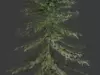 Arbor Conifera Realistic Evergreen Pine Tree 3D Model free VR / AR ...