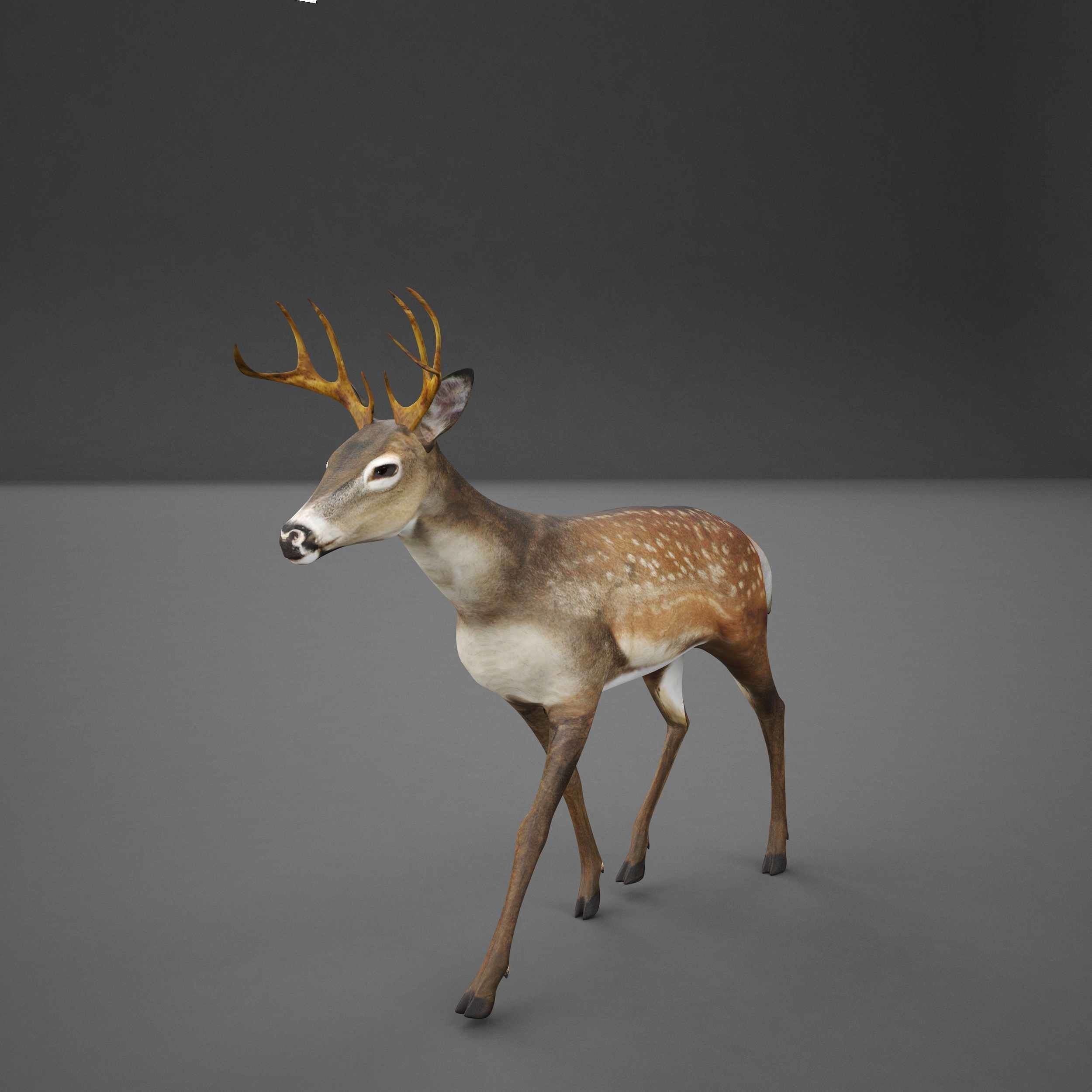 deer animated and alembic files also included 3D model animated rigged ...