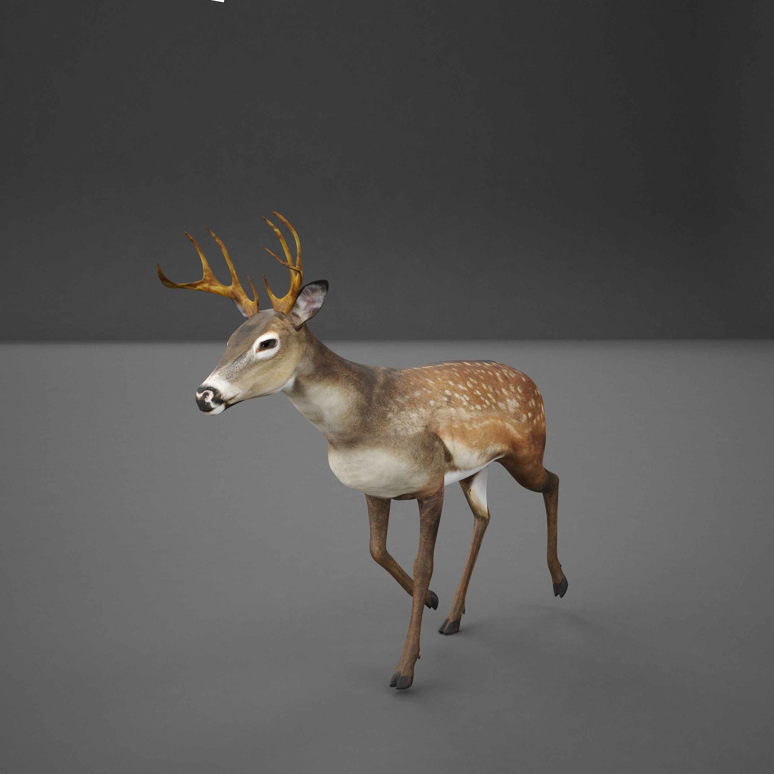 deer animated and alembic files also included 3D model animated rigged ...