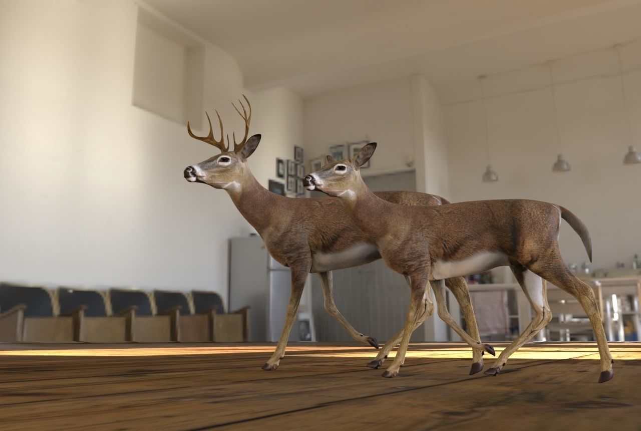 deer animated and alembic files also included 3D model animated rigged ...
