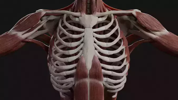 Muscles Structure - Male Human Anatomy 3D Model 3D model | CGTrader