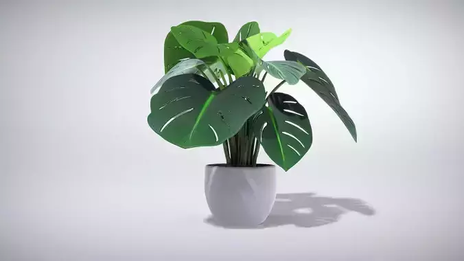 3D model Lush Monstera Deliciosa Plant in Matte Ceramic Pot VR / AR ...