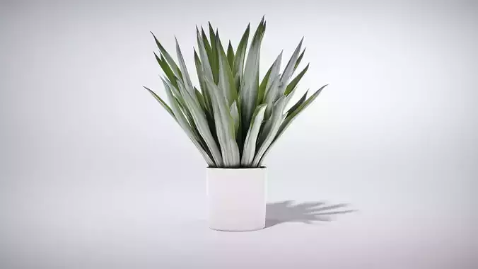 Sansevieria snake plant 3D model | CGTrader