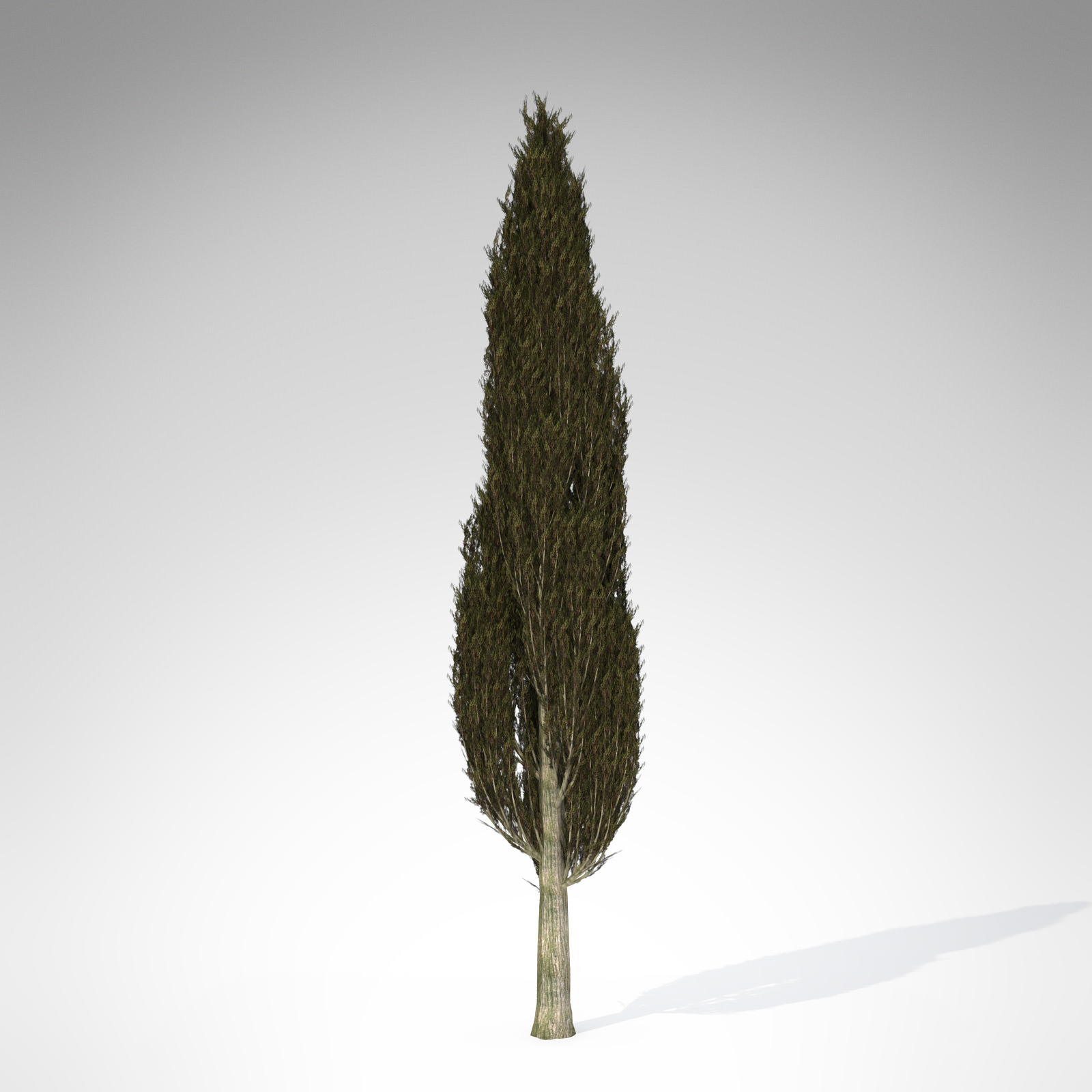 XfrogPlants Italian Cypress 3D model | CGTrader