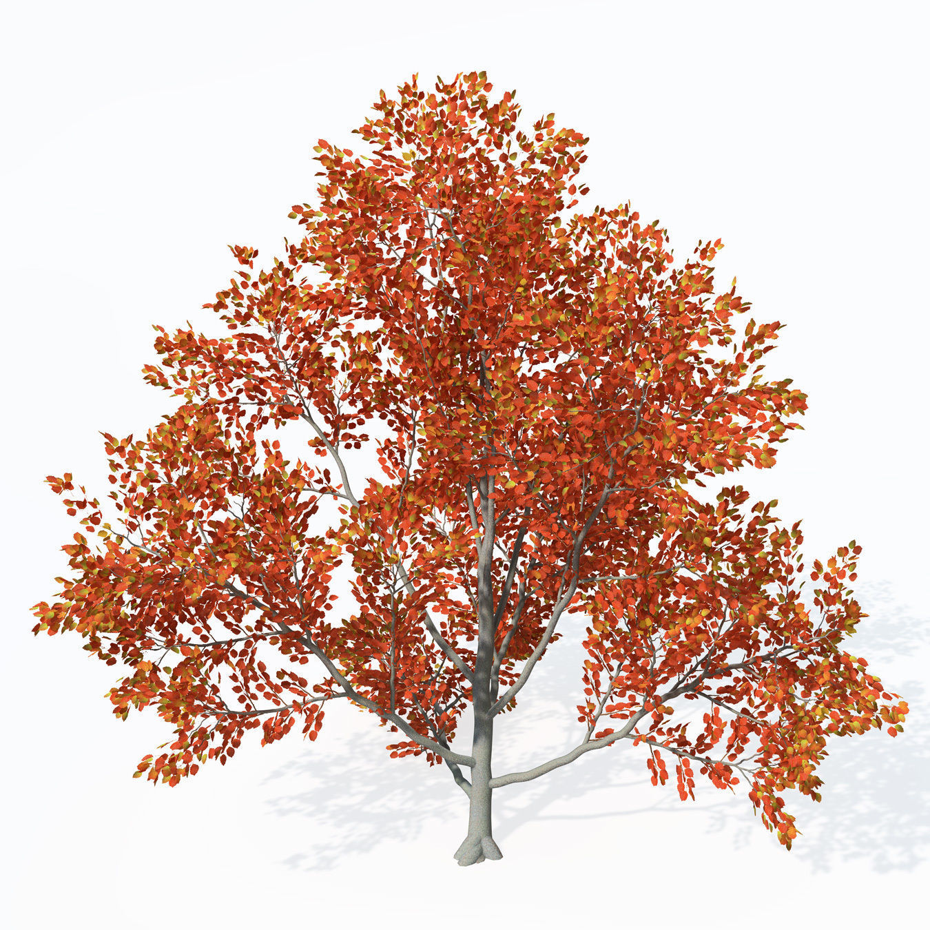 Xfrog Plants European Aspen 1 3D model | CGTrader