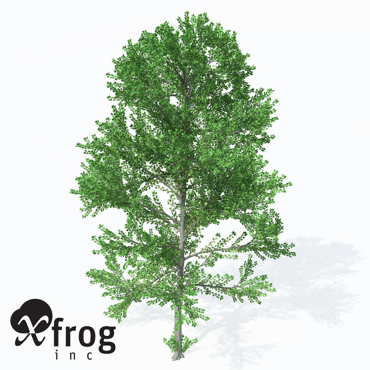 Xfrog Plants European Aspen 1 3D model | CGTrader