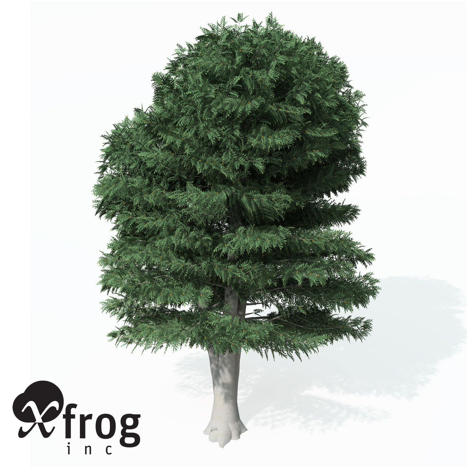 XfrogPlants Cutleaf European Beech 3D model | CGTrader