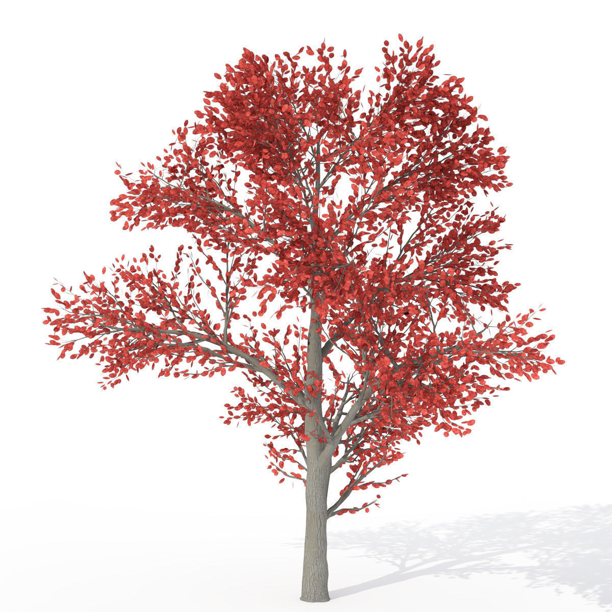 XfrogPlants Autumn Serviceberry 3D model | CGTrader
