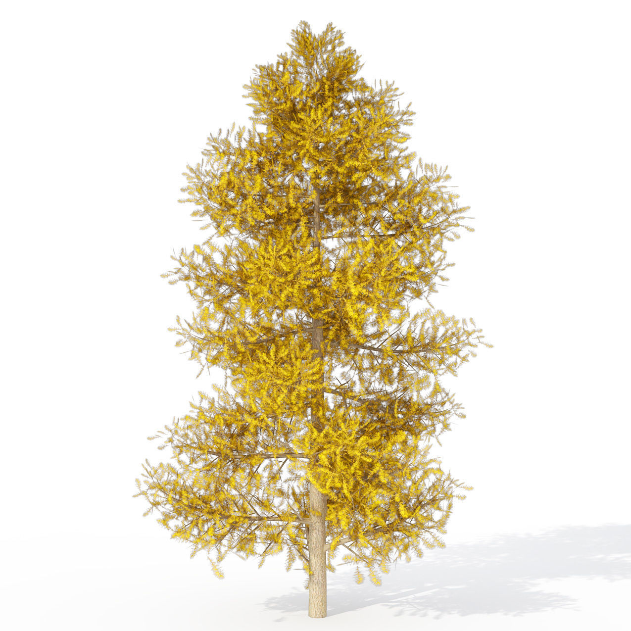 XfrogPlants Autumn European Larch 3D model | CGTrader