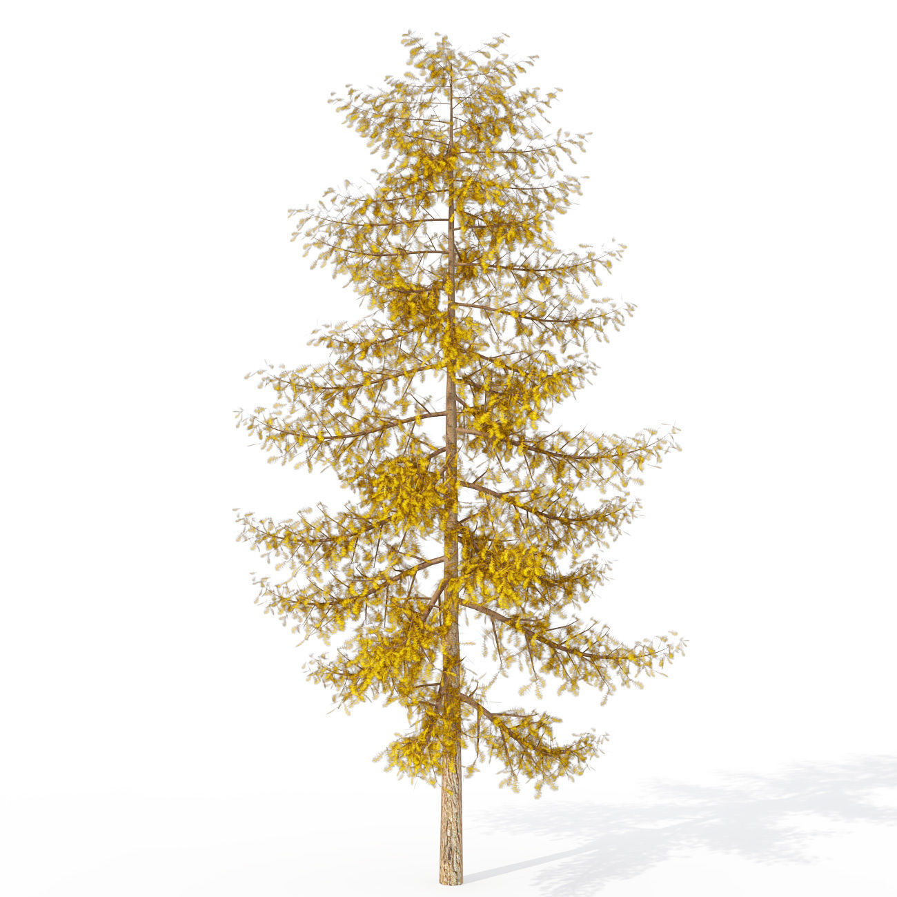 XfrogPlants Autumn European Larch 3D model | CGTrader