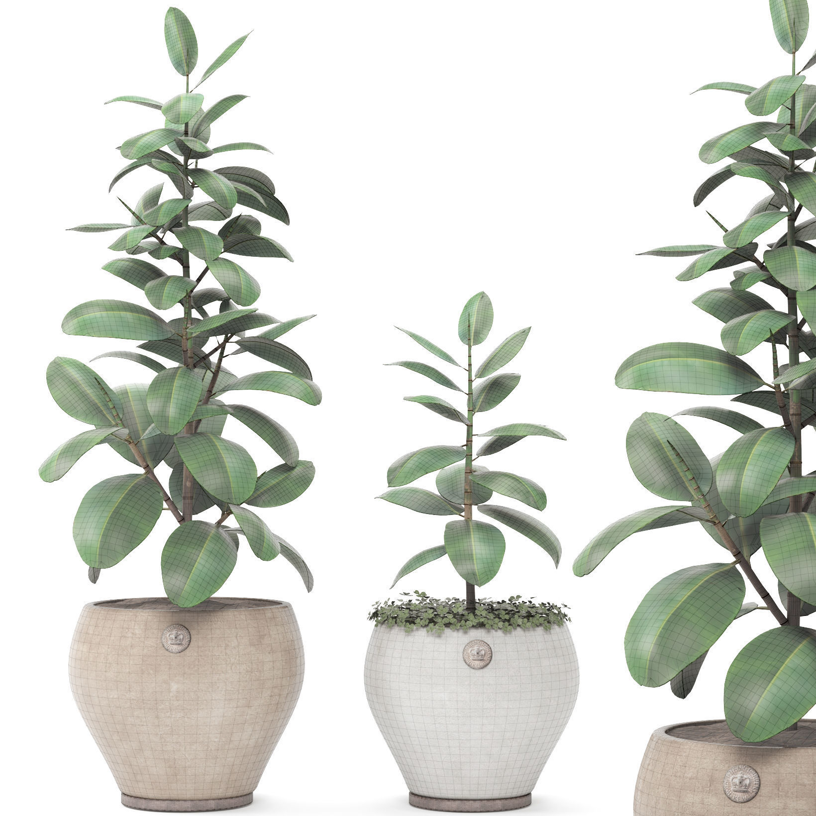 Ficus 1 two potted plants 3D model | CGTrader