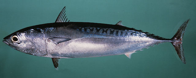 Ikan Tongkol - Mackerel Tuna Fish free 3D model 3D printable | CGTrader