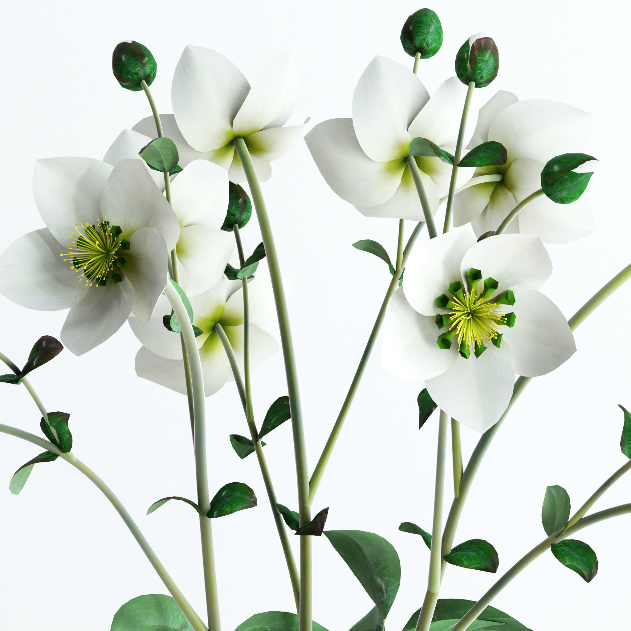 Hellebores and succulents in bowl 3D model | CGTrader