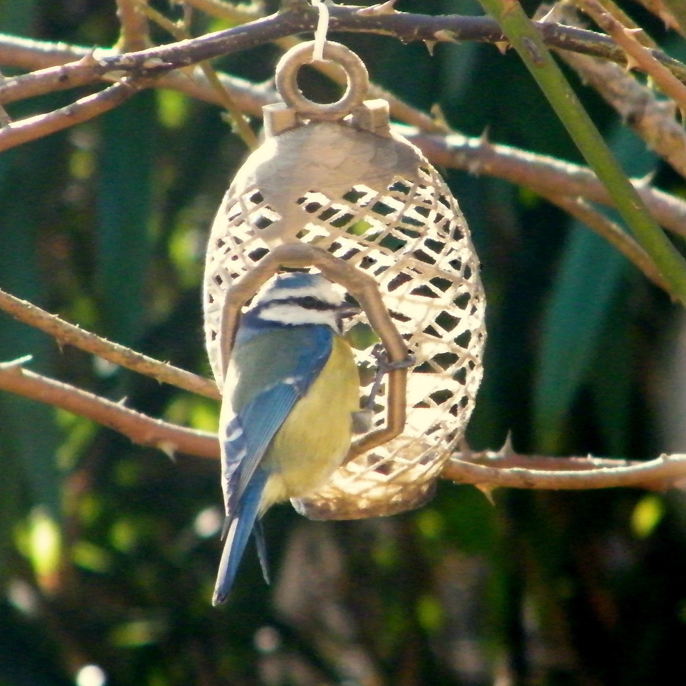 Bird feeder 3D model 3D printable | CGTrader