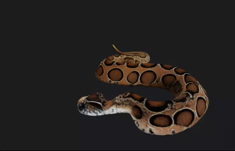 Palestine Viper Snake 3D Model free 3D model | CGTrader