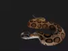 Palestine Viper Snake 3D Model free 3D model | CGTrader