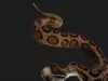 Palestine Viper Snake 3D Model free 3D model | CGTrader