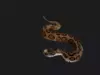 Palestine Viper Snake 3D Model free 3D model | CGTrader