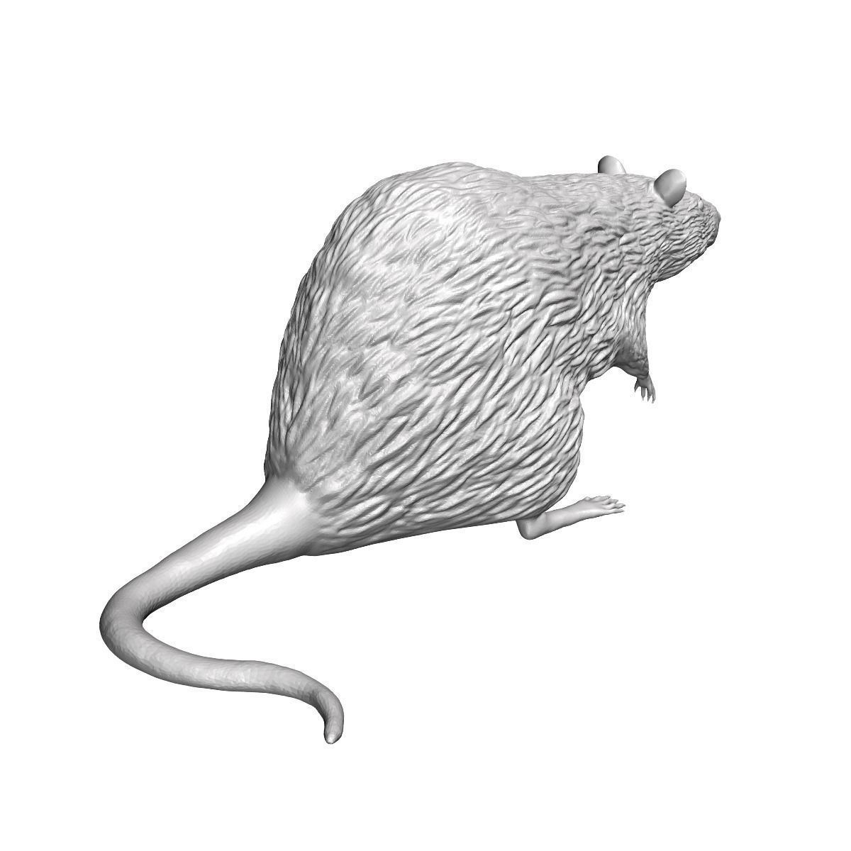 rat printable free 3D model 3D printable | CGTrader