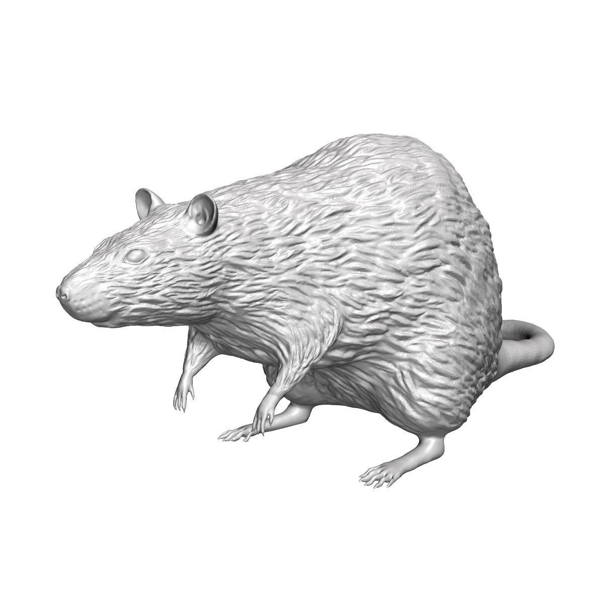 rat printable free 3D model 3D printable | CGTrader