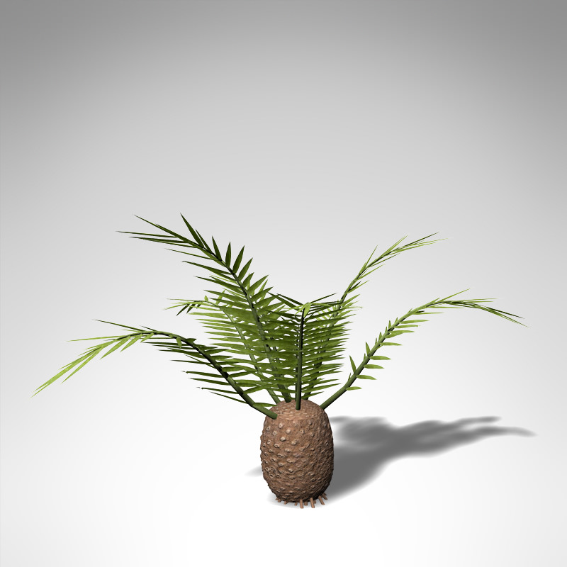 XfrogPlants Cycadeoidea Gigantea free 3D model | CGTrader