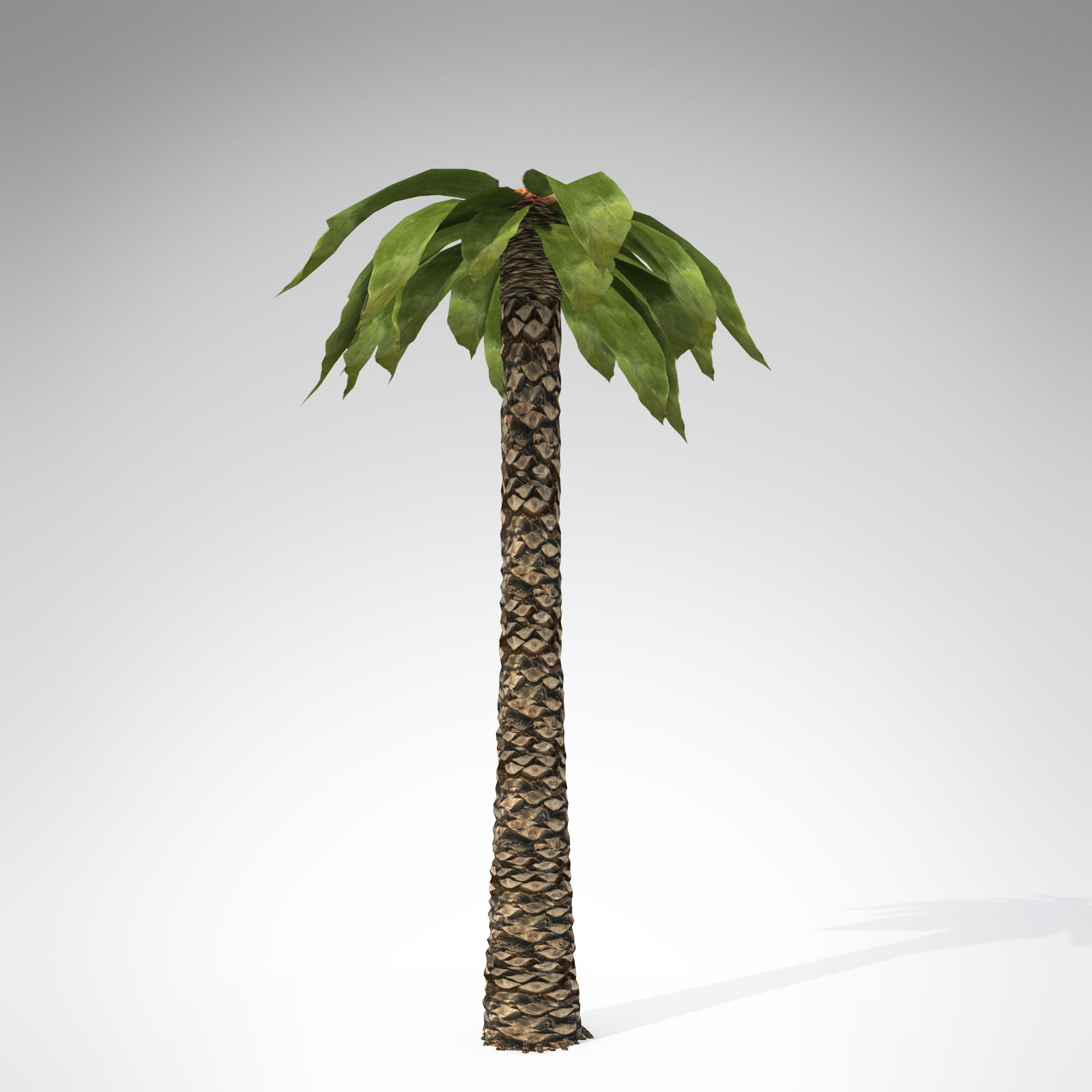 XfrogPlants Bjuvia 3D model | CGTrader