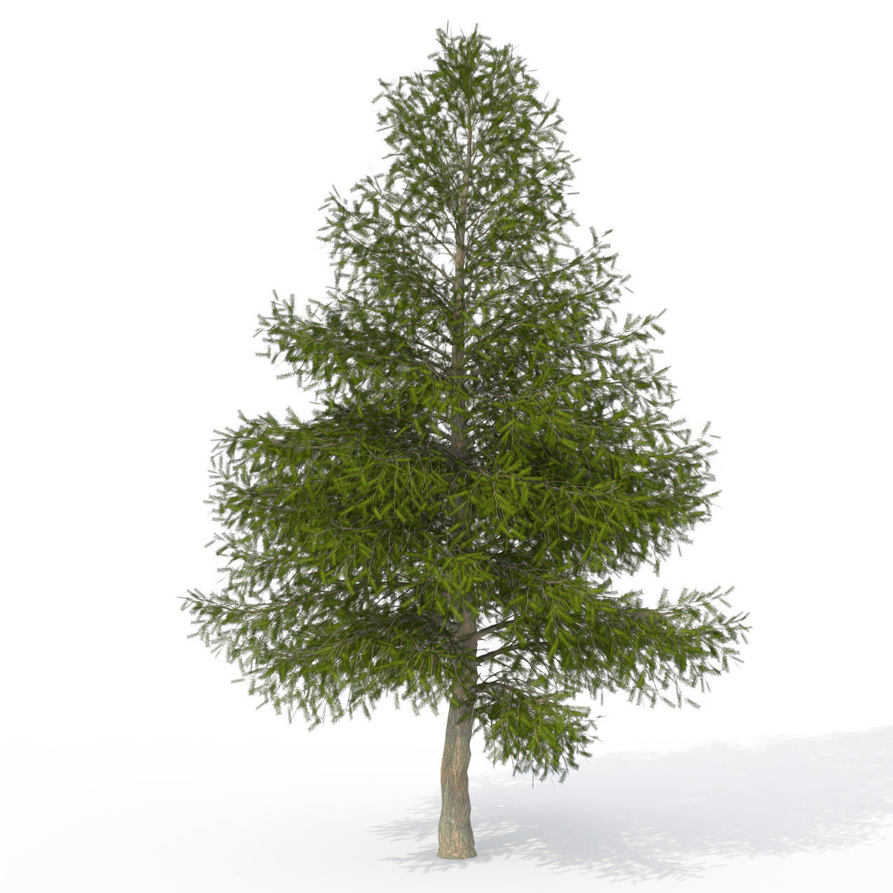 XfrogPlants California Nutmeg 3D model | CGTrader