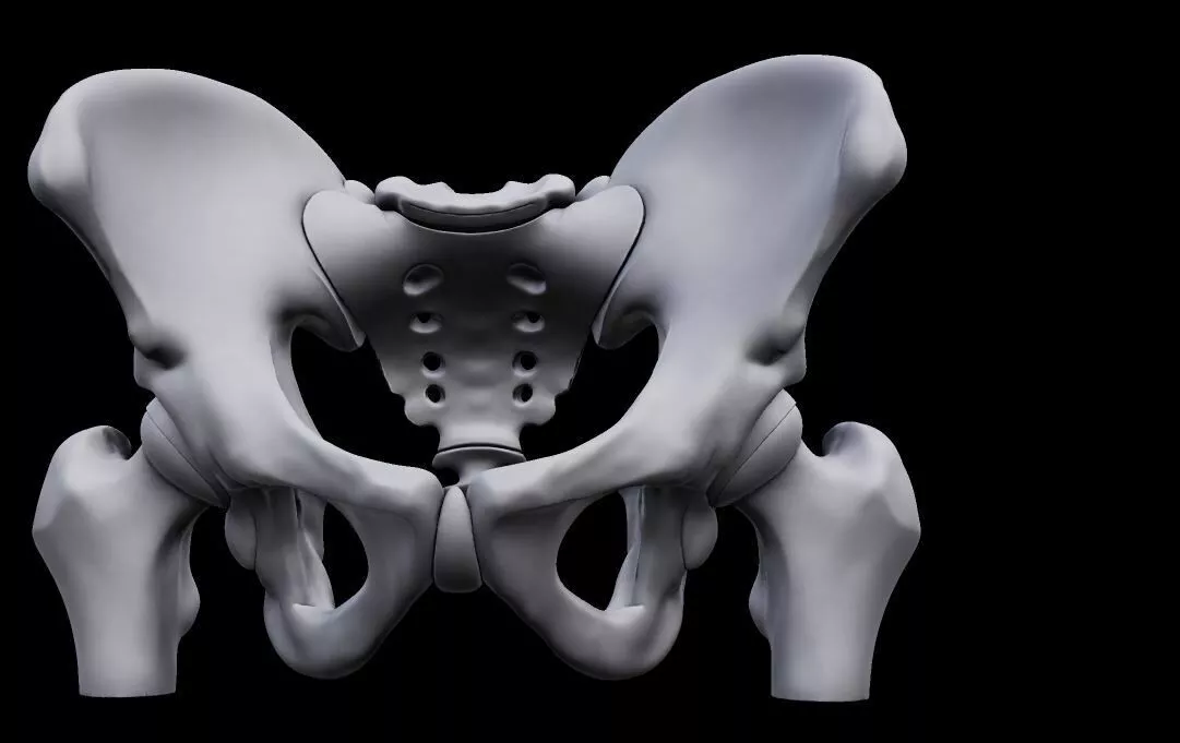 Realistic Human Pelvis Bone Anatomy 3D Model for Medical 3D model 3D ...
